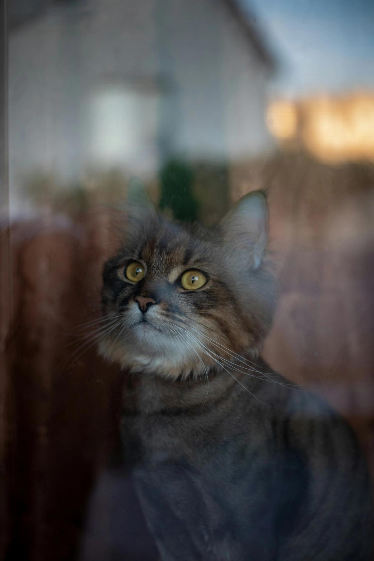 10 Gray Cat Breeds Every Pet Parent Should Know | PetSafe®