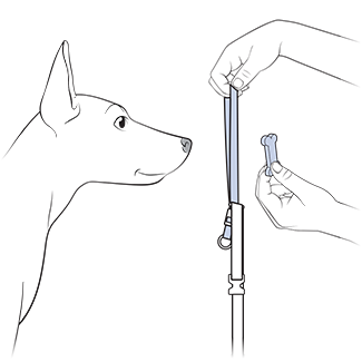 How to Properly Fit the PetSafe® Gentle Leader® on My Dog