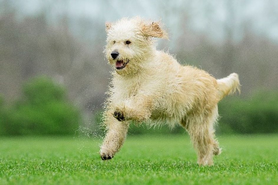 Why Neuter a Dog? The health and behavior benefits | PetSafe®