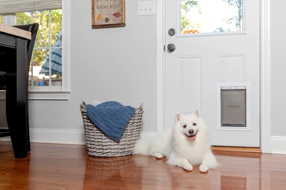 How to train your dog to use a doggie door | PetSafe®