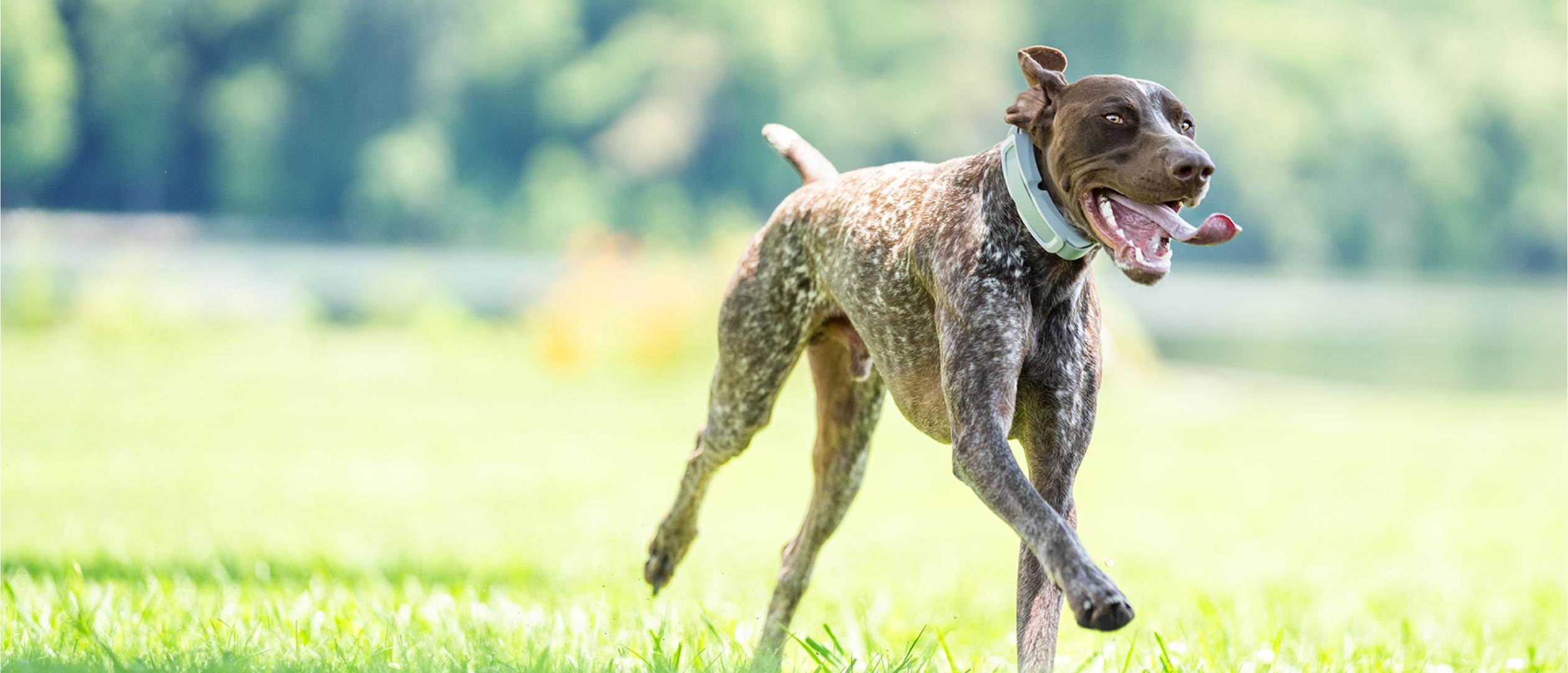 Dog Fences for Outdoors | Up to 30% More Room to Play