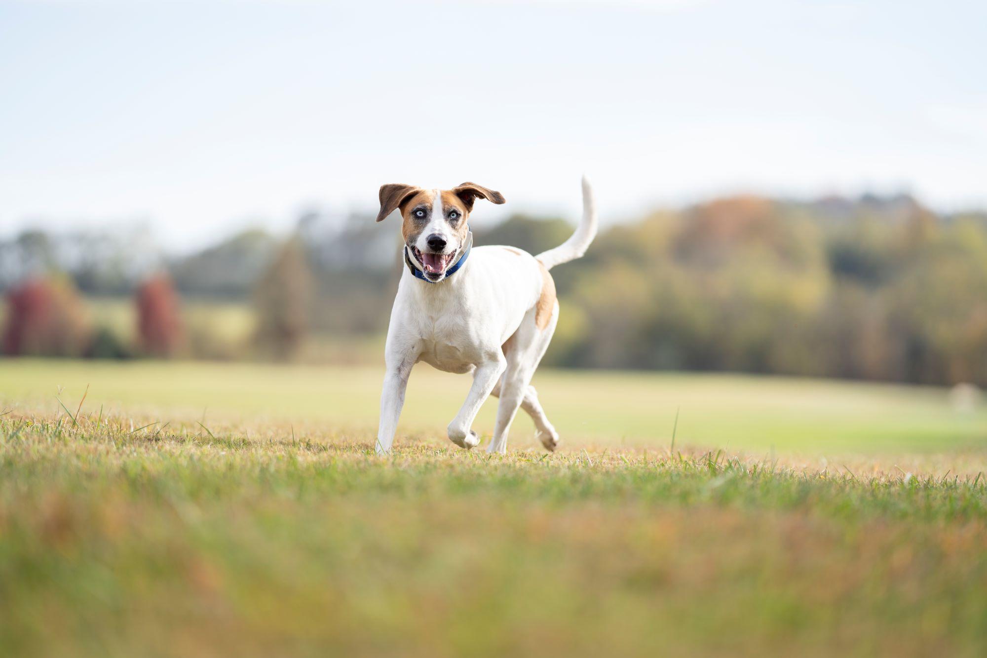 The Best GPS Dog Fence: Guardian GPS + Tracking Dog Fence