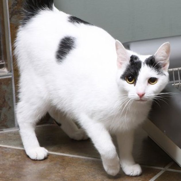 How to Help a Fearful Cat | PetSafe®