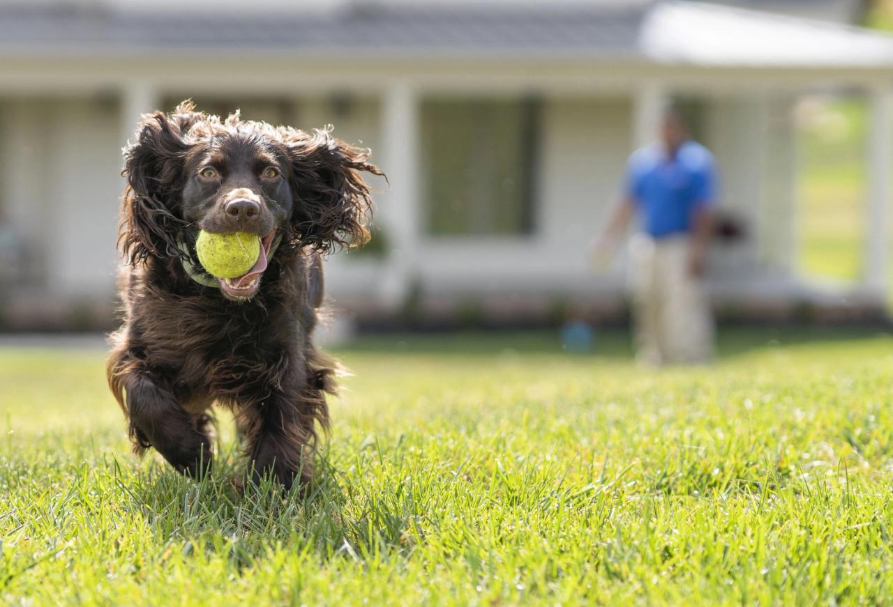 Schedule Your Free Invisible Fence® Consultation