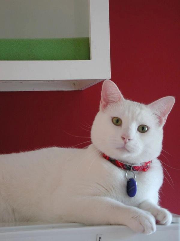 20 White Cat Breeds: The Ultimate Guide | PetSafe®