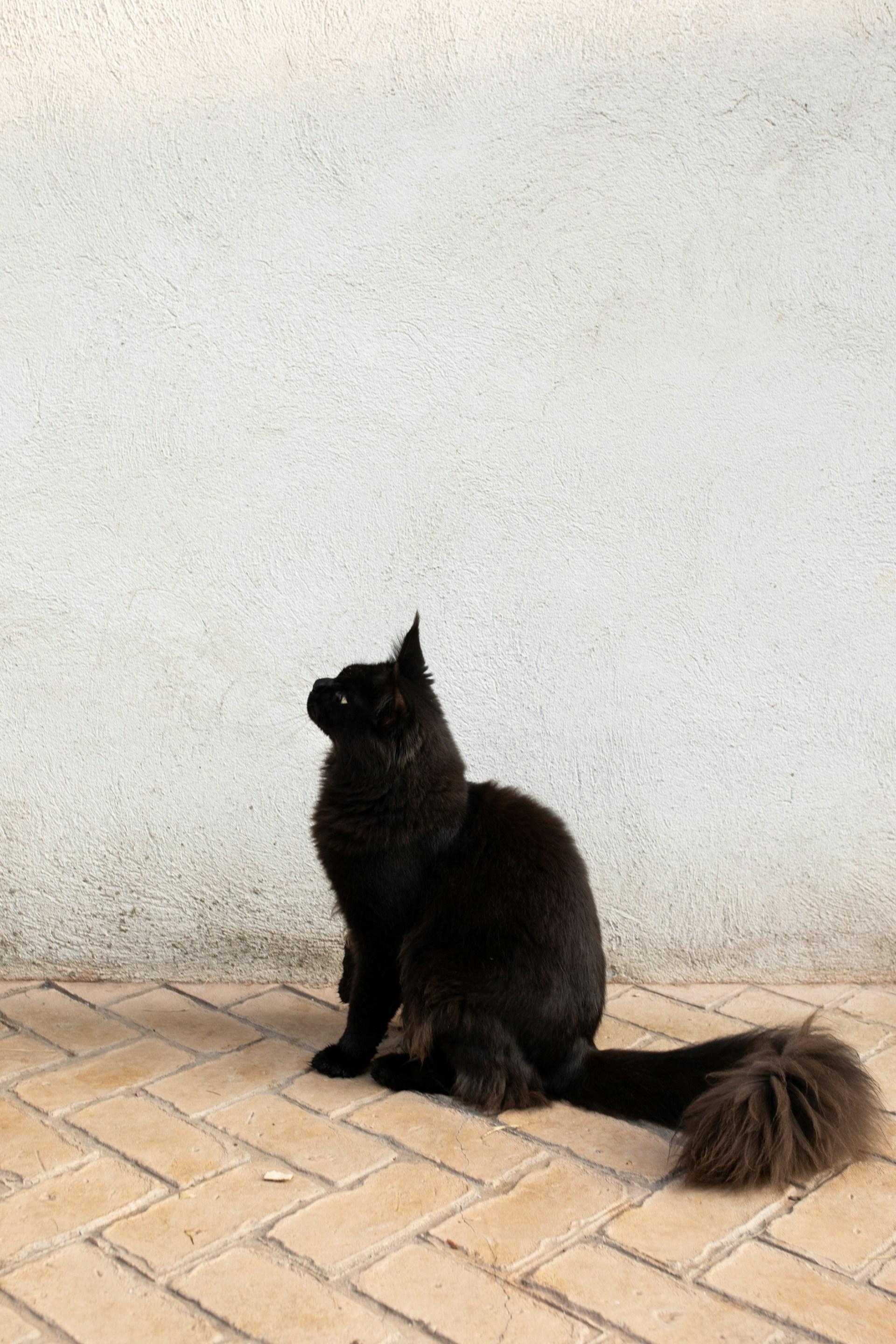 15 Black Cat Breeds Perfect for Any Home | PetSafe®