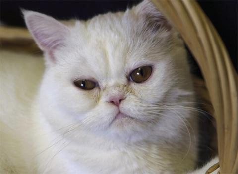 20 White Cat Breeds: The Ultimate Guide | PetSafe®