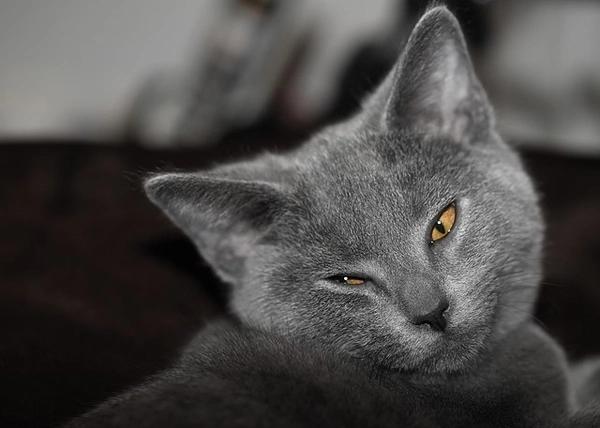 10 Gray Cat Breeds Every Pet Parent Should Know | PetSafe®