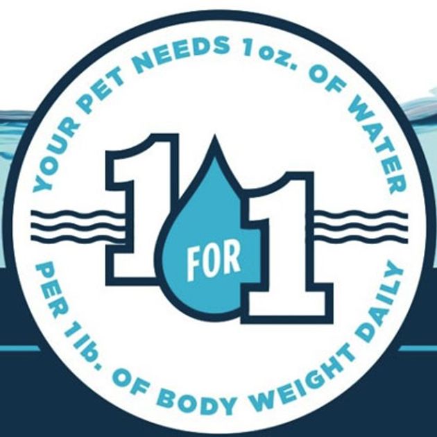 Hydration Month | PetSafe®