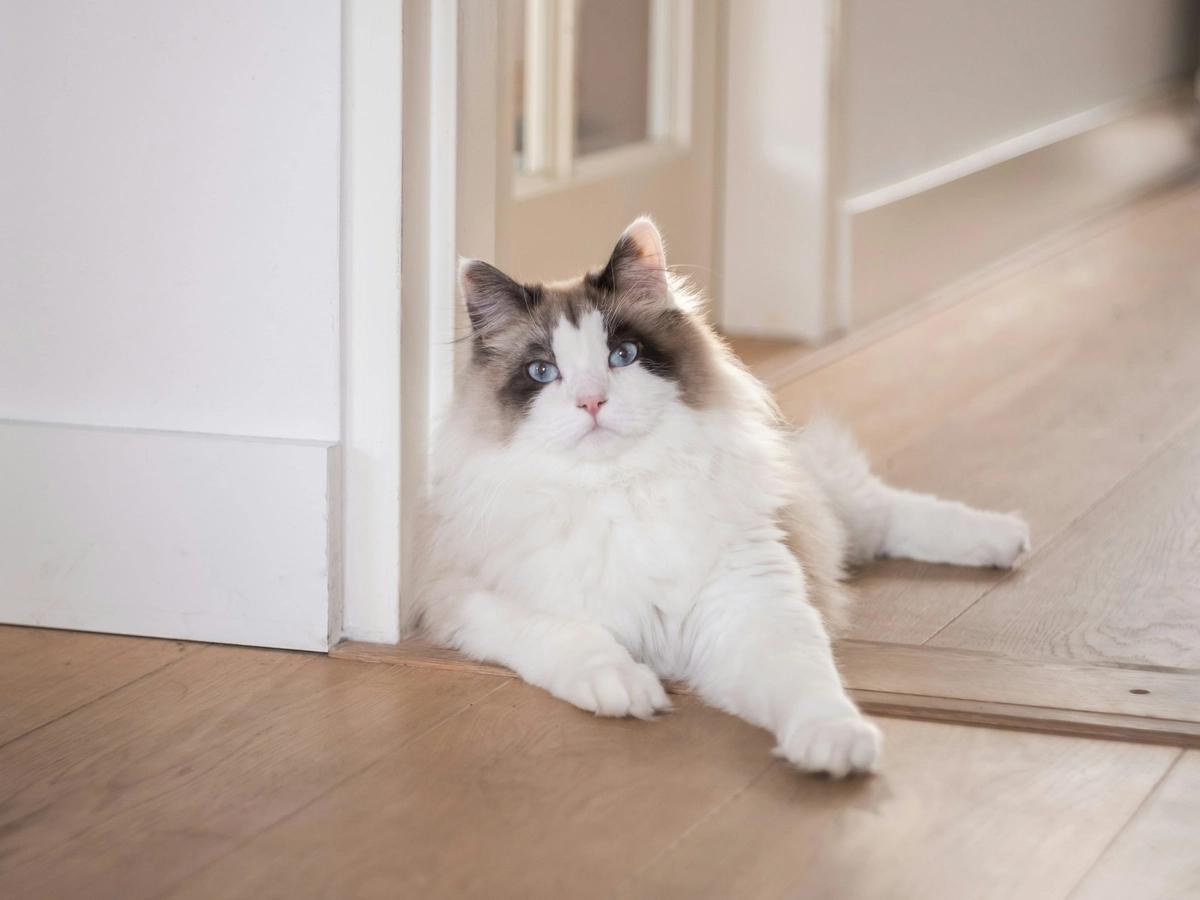 20 White Cat Breeds: The Ultimate Guide | PetSafe®