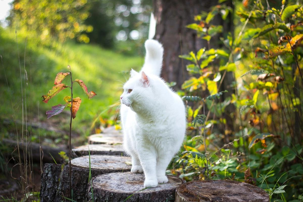 20 White Cat Breeds: The Ultimate Guide | PetSafe®