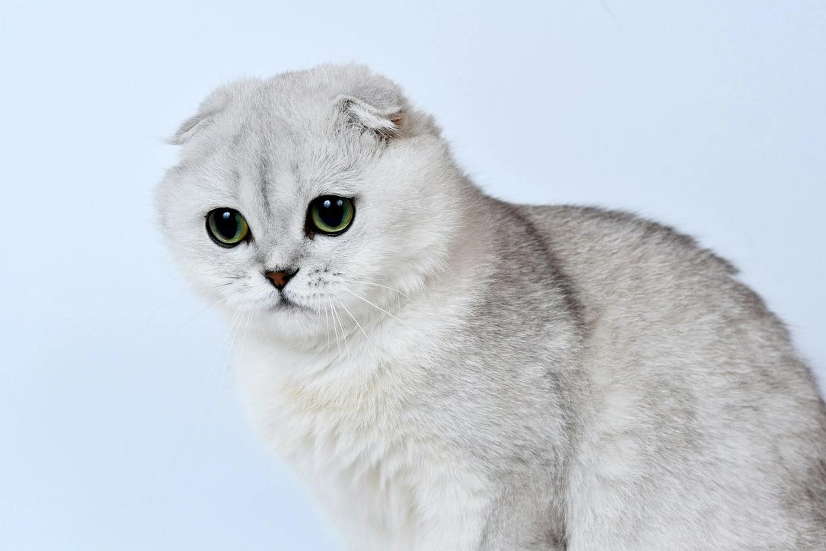 20 White Cat Breeds: The Ultimate Guide | PetSafe®