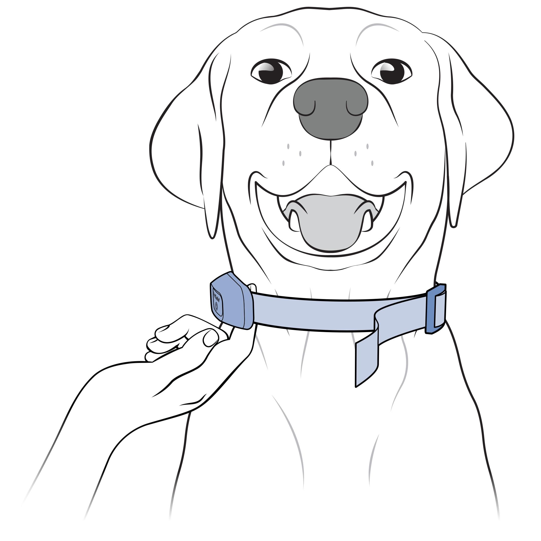 How to Fit My PetSafe® Training Collar to My Dog