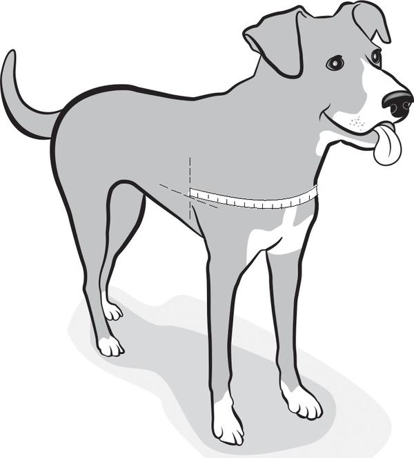 How to Measure Your Dog to Determine Which Size Easy Walk® Harness is ...