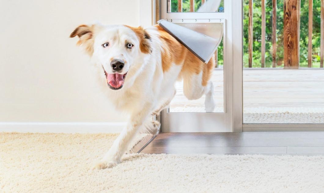 About Us | PetSafe® | Safe Pets, Happy Owners - Since 1991