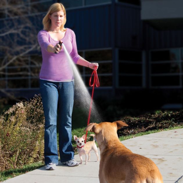 How to Protect Yourself & Prevent Dog Attacks | PetSafe®