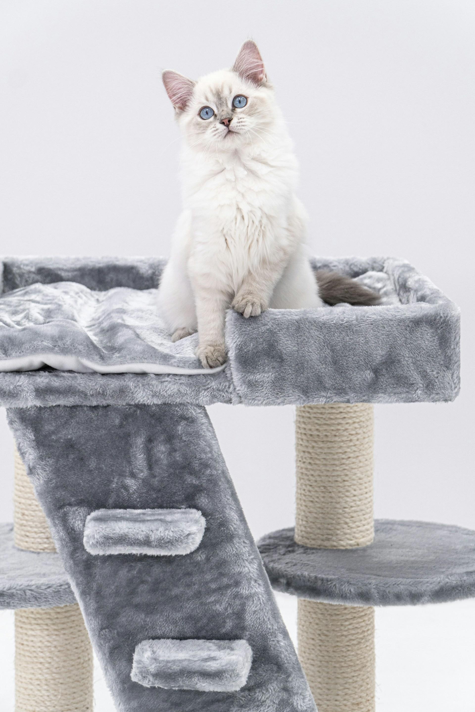 20 White Cat Breeds: The Ultimate Guide | PetSafe®