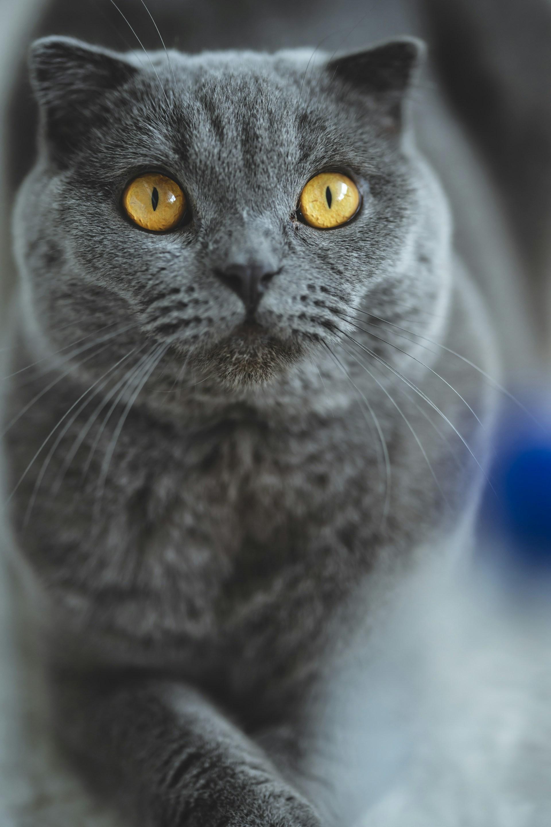 10 Gray Cat Breeds Every Pet Parent Should Know | PetSafe®