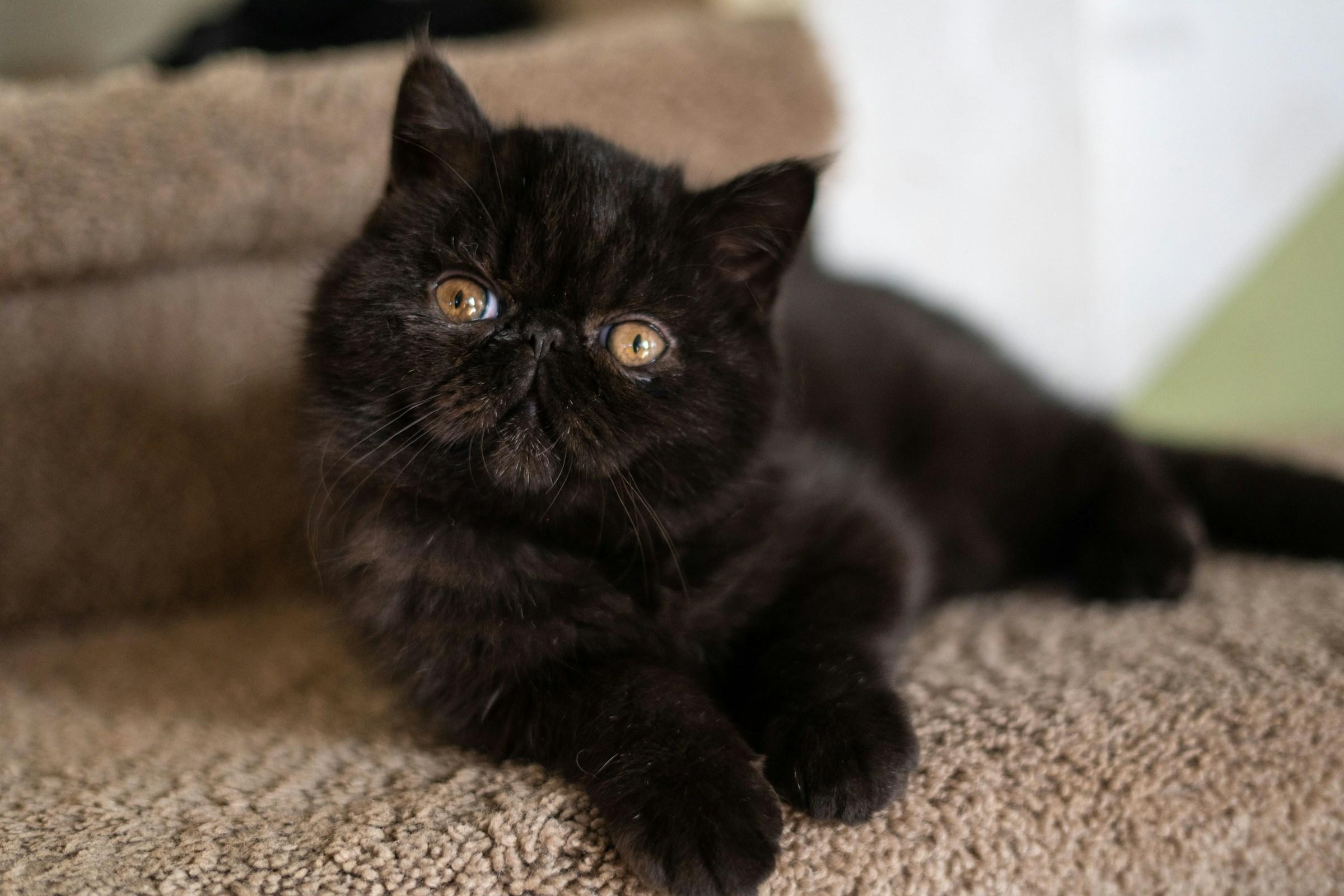 15 Black Cat Breeds Perfect for Any Home | PetSafe®
