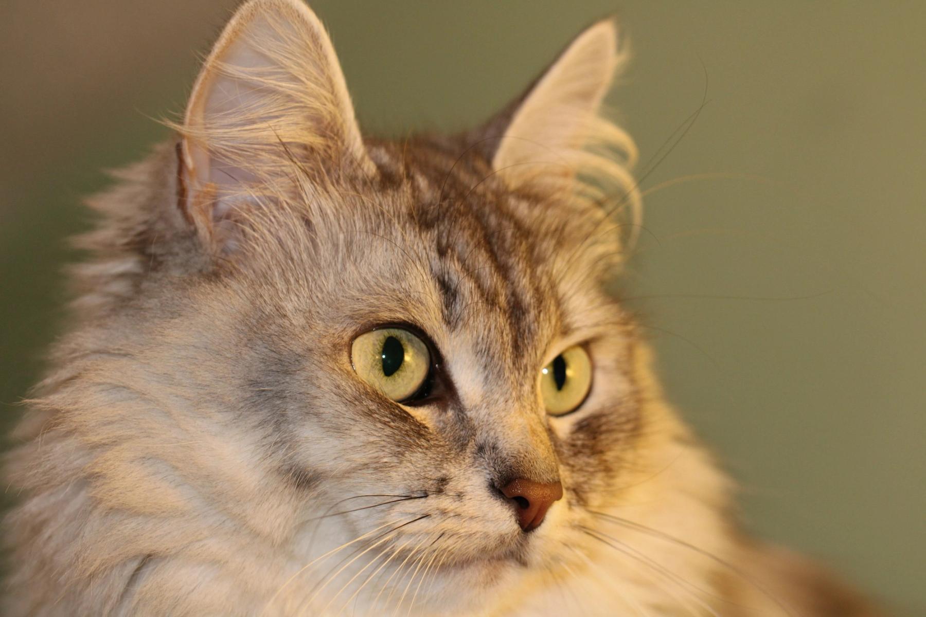 10 Fluffy Cat Breeds That Will Warm Your Heart | PetSafe®