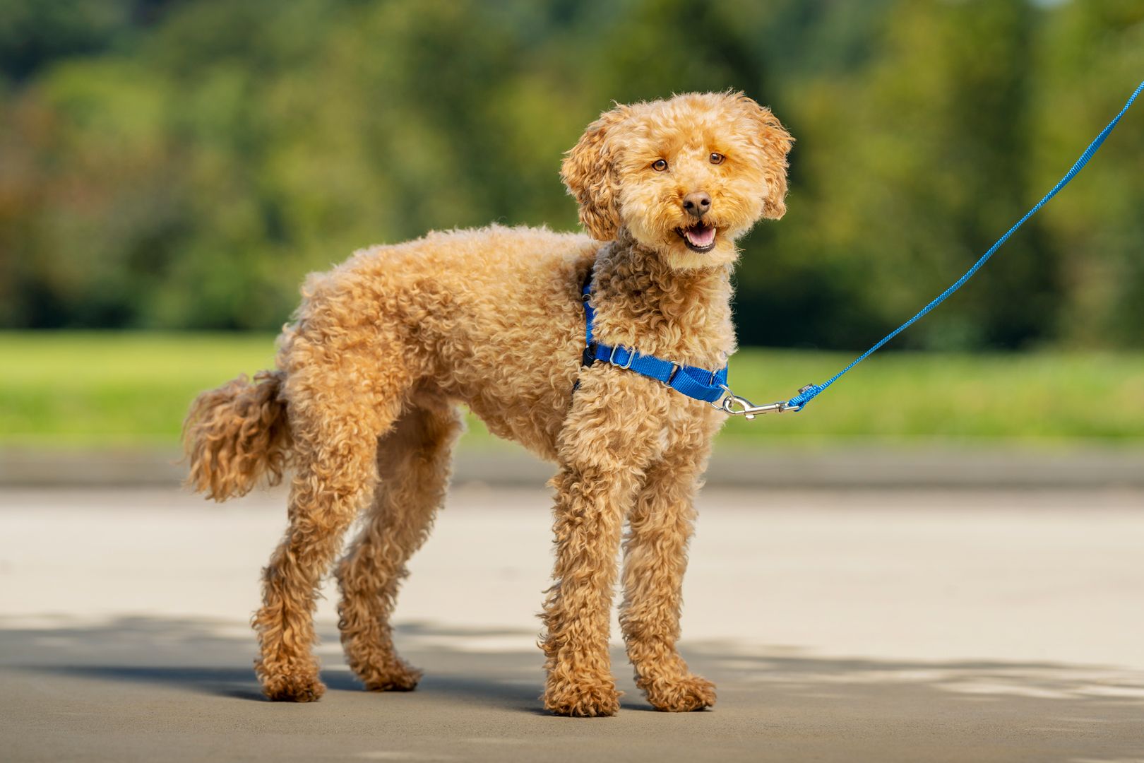 About Us | PetSafe® | Safe Pets, Happy Owners - Since 1991