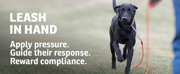 Sportdog Brand E Collar Training 101