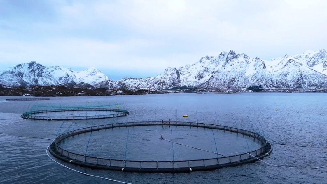 Laksens liv: Fra rogn til matfisk