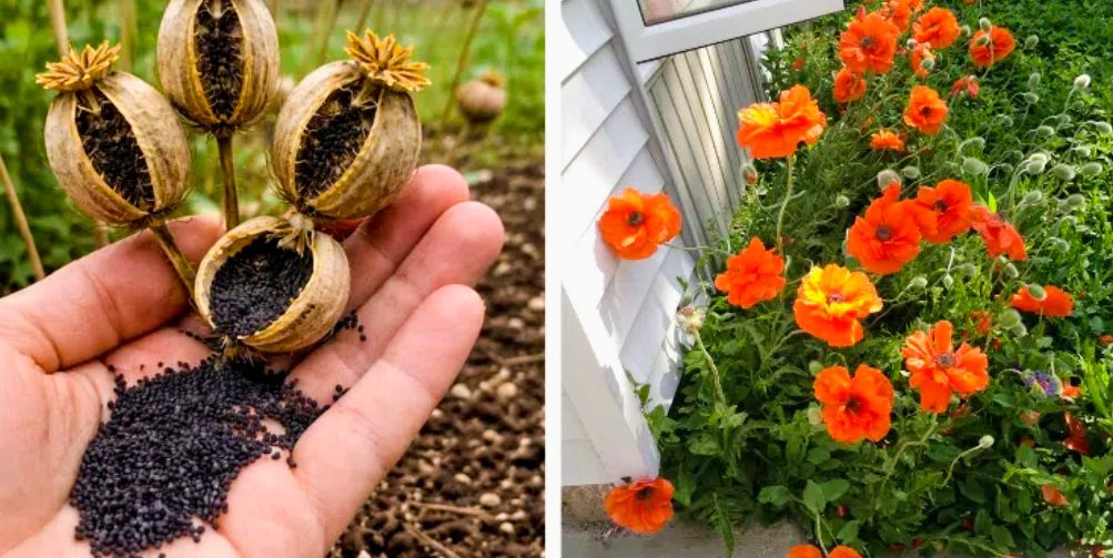 12 Self-Seeding Flowers That Come Back on Their Own Every Year 3 ...