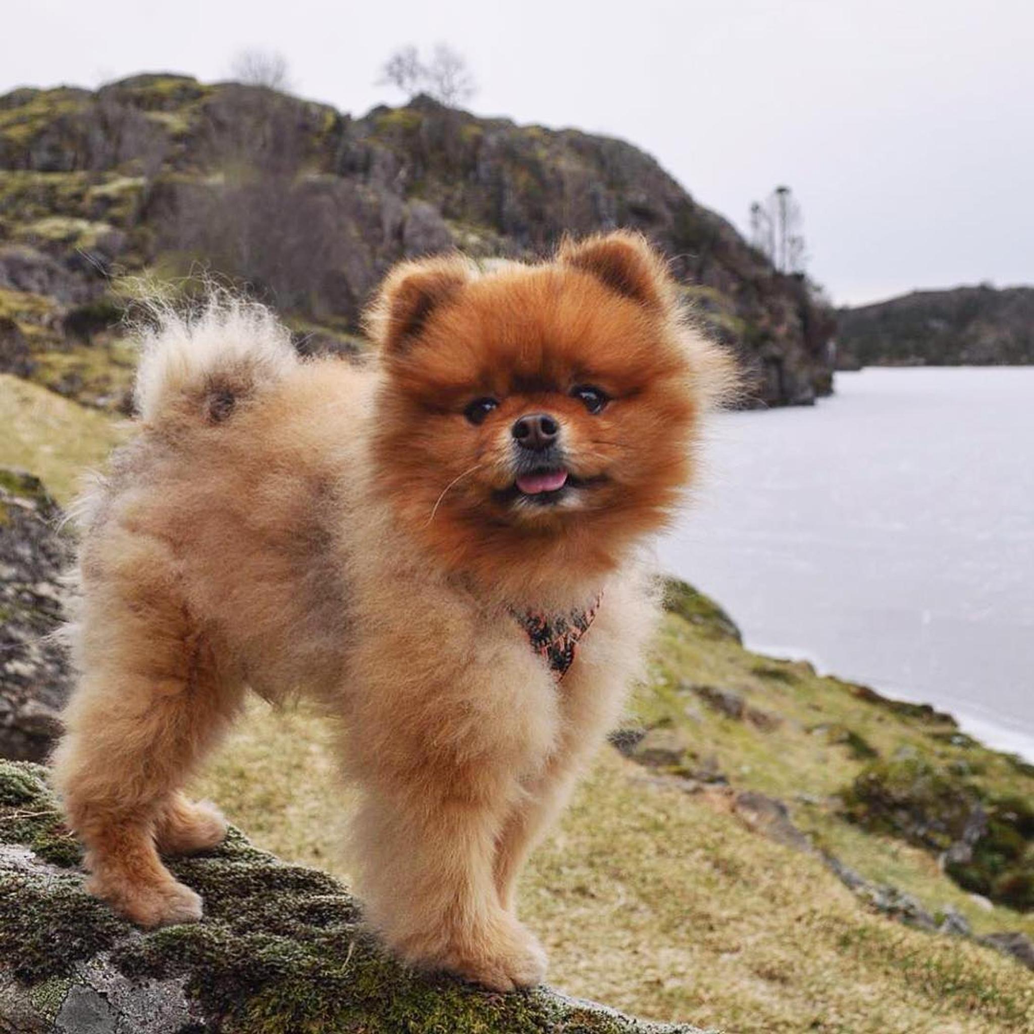 Dette er Norges mest populære hunder og katter i sosiale medier | Vixen.no