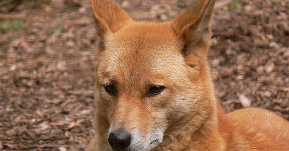 Dingo_1440x990.jpg | NFSA