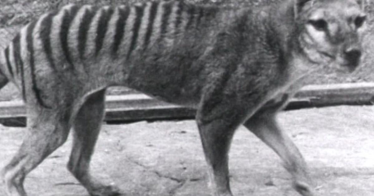 Thylacine_1440x990.jpg | NFSA