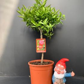 Rode mandarijn - Citrus clementine 'Rubino' | Plantencentrum ...