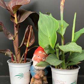 Indisch riet - Canna indica | Plantencentrum - Tuincentrum Orangerie ...