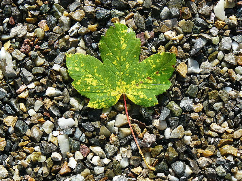 Identify problems and protect the trees