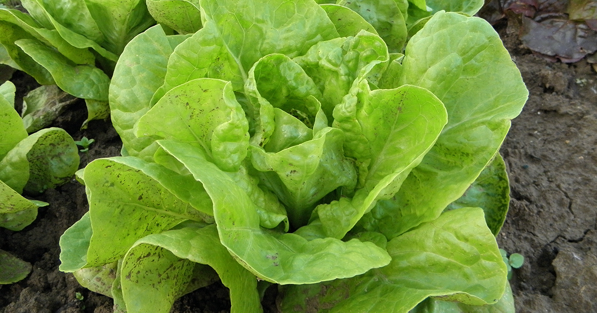 Start late-season crops now