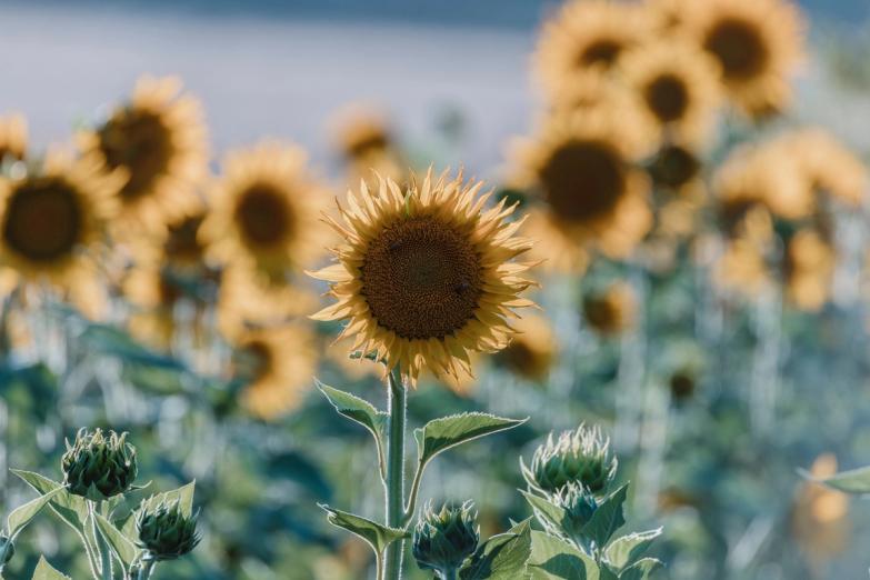 Division Software SCC