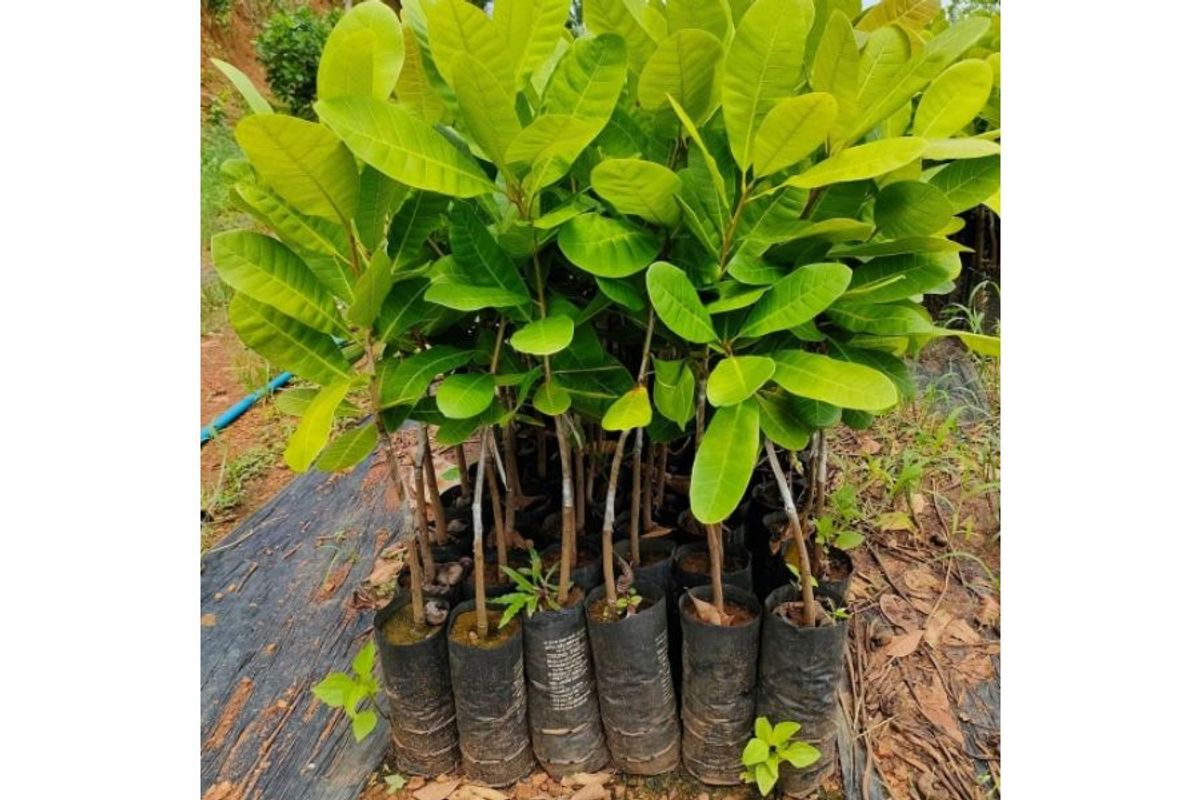 How do cashew trees germinate and grow? Stages of cashew tree growth