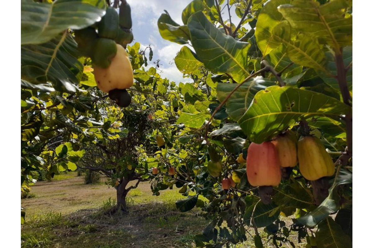 General description of the cashew tree