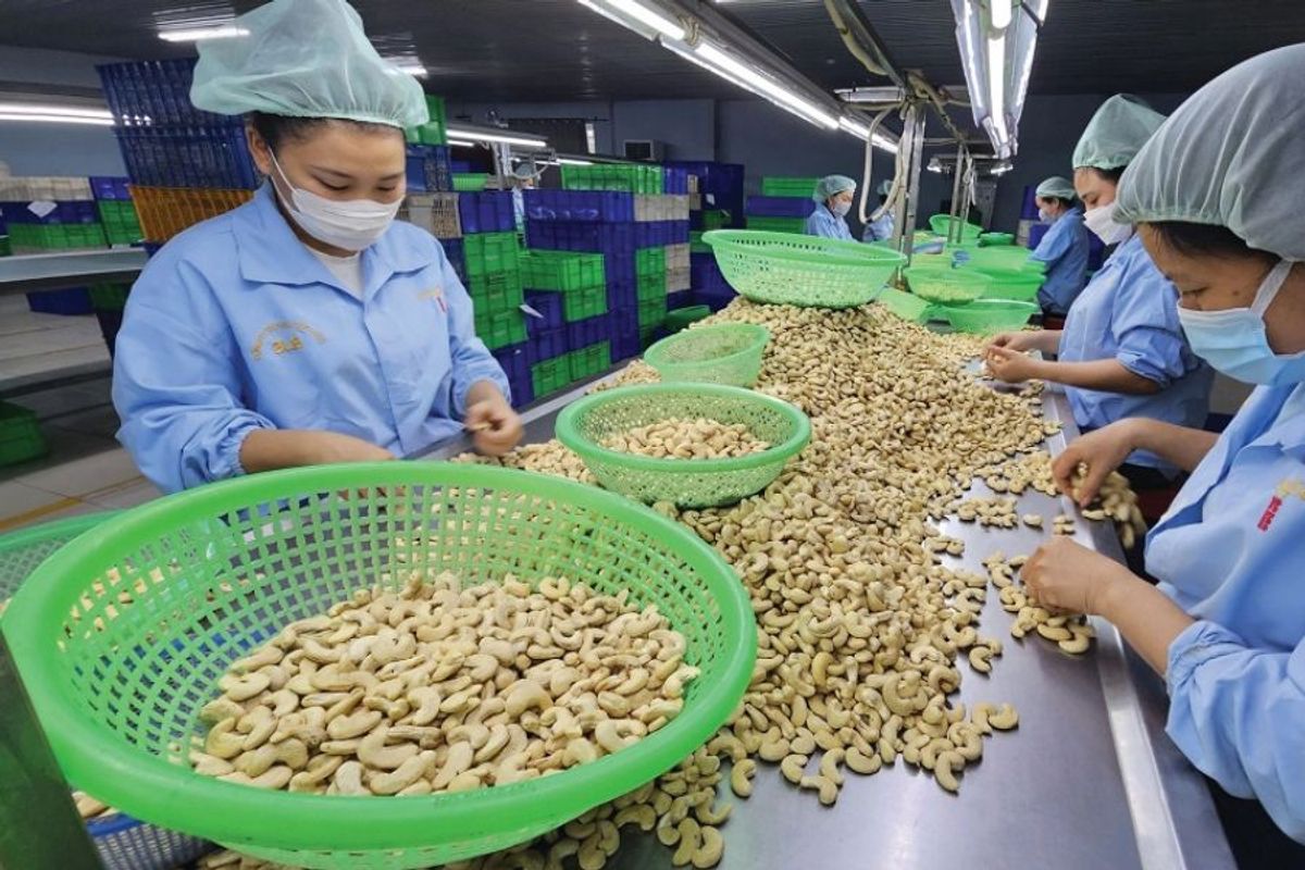 List of 10 largest cashew nut producers in Vietnam