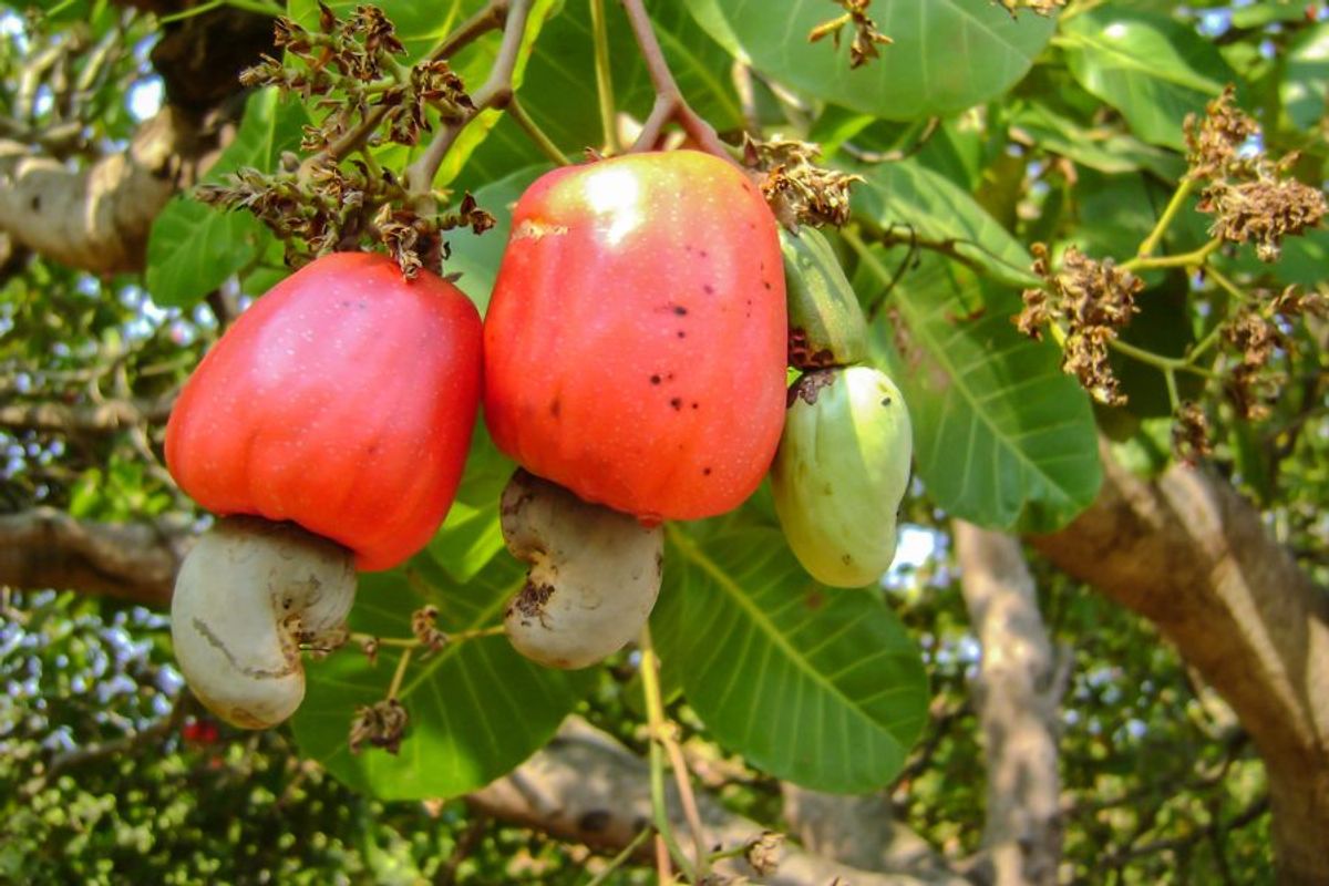 What kind of tree do cashews come from? Characteristics of cashew trees ...
