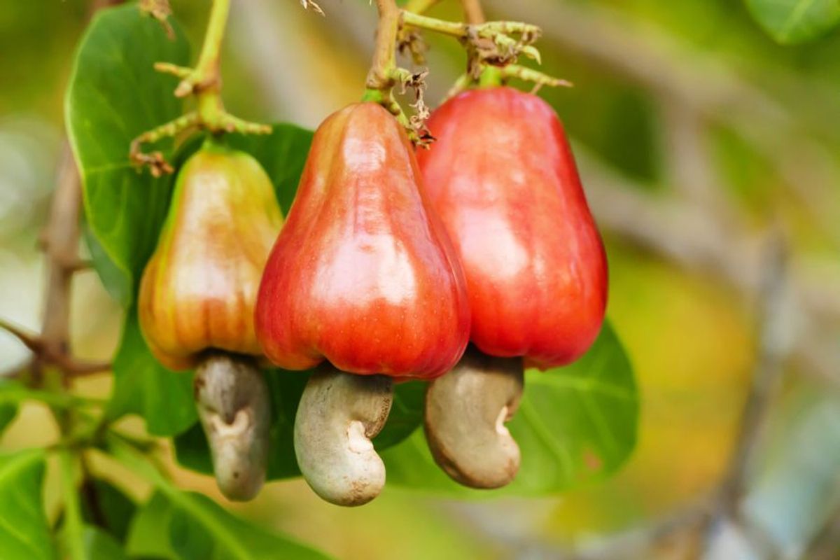 What is cashew fruit? Nutritional composition of cashew fruit