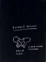 Jean-Michel Basquiat Anatomy, Female Pelvis (Signed Print) 1982 ...