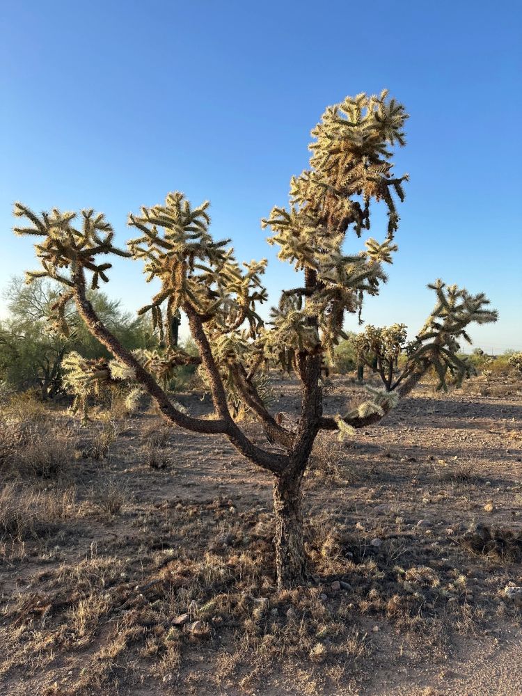 Plants of the Sonoran Desert