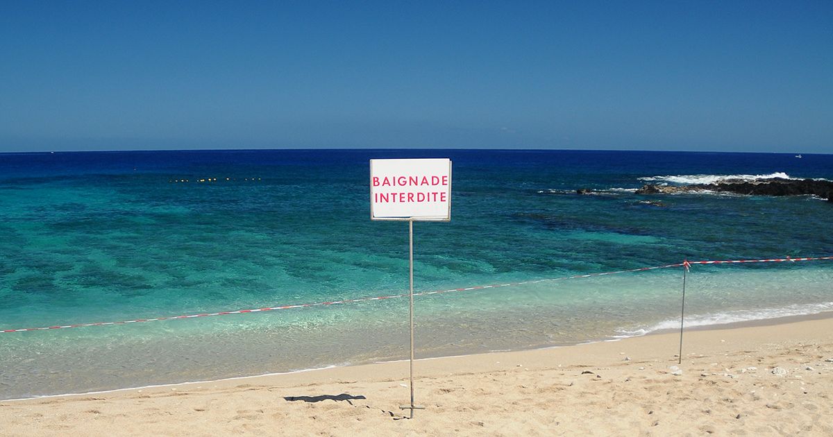 A Reunion of Sharks | Surf Simply