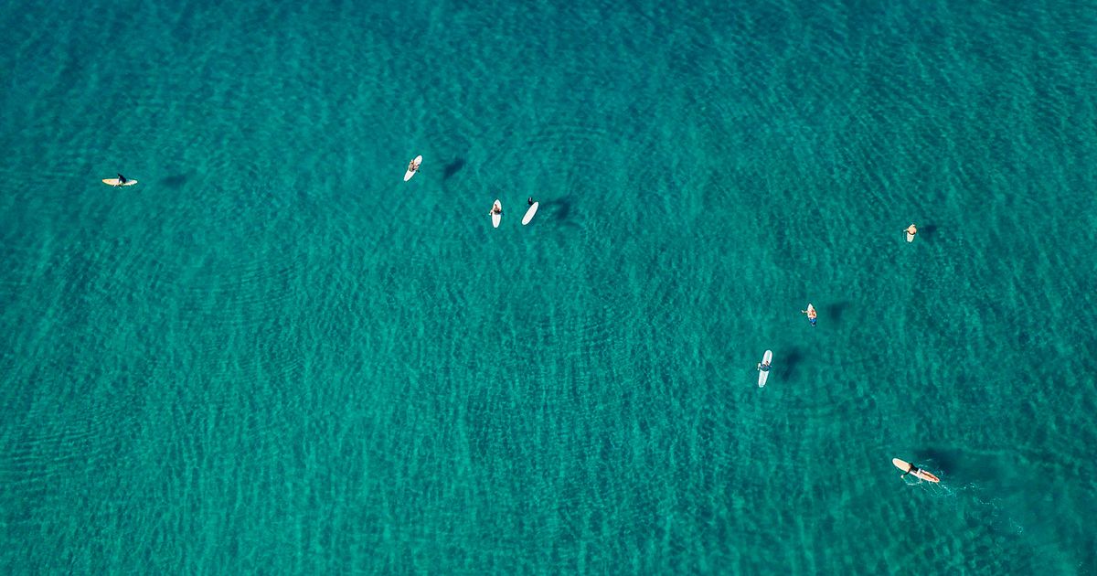 Blue Carbon: A Climate Solution Beneath Our Surfboards? | Surf Simply