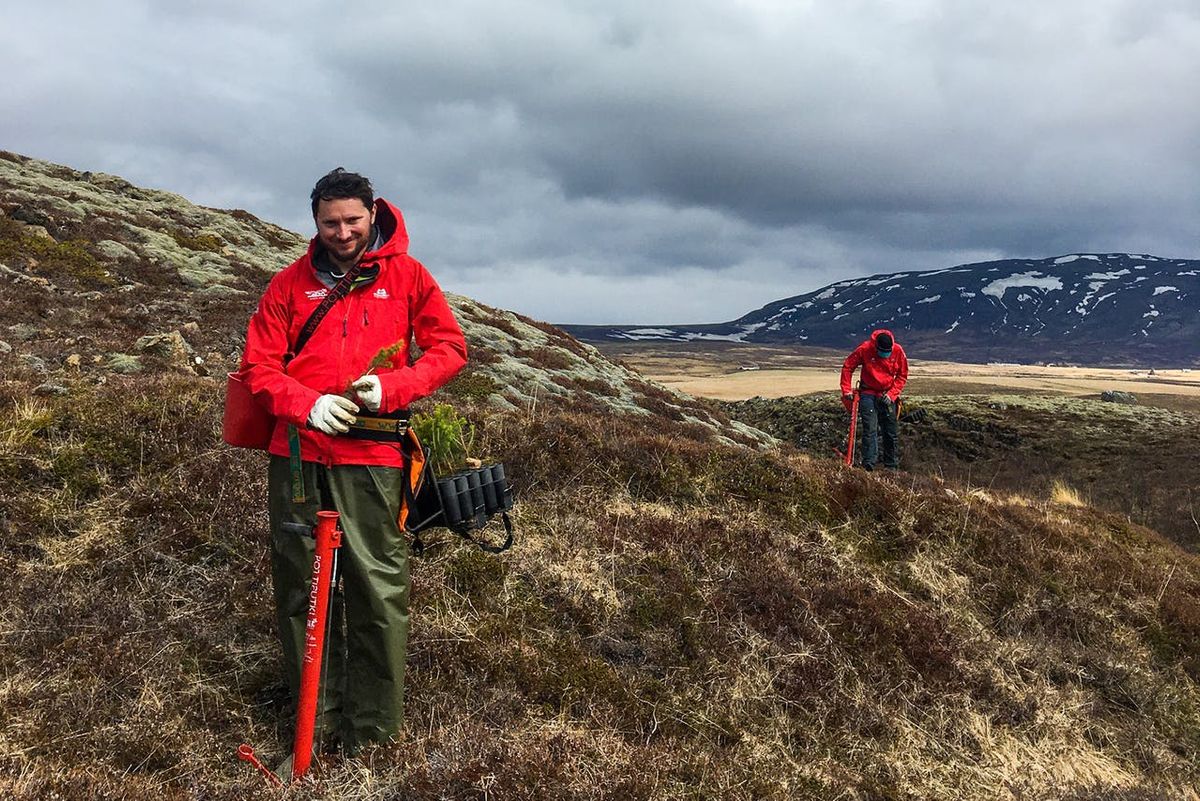 Tree planting in the times of Covid-19 | Icelandic Mountain Guides