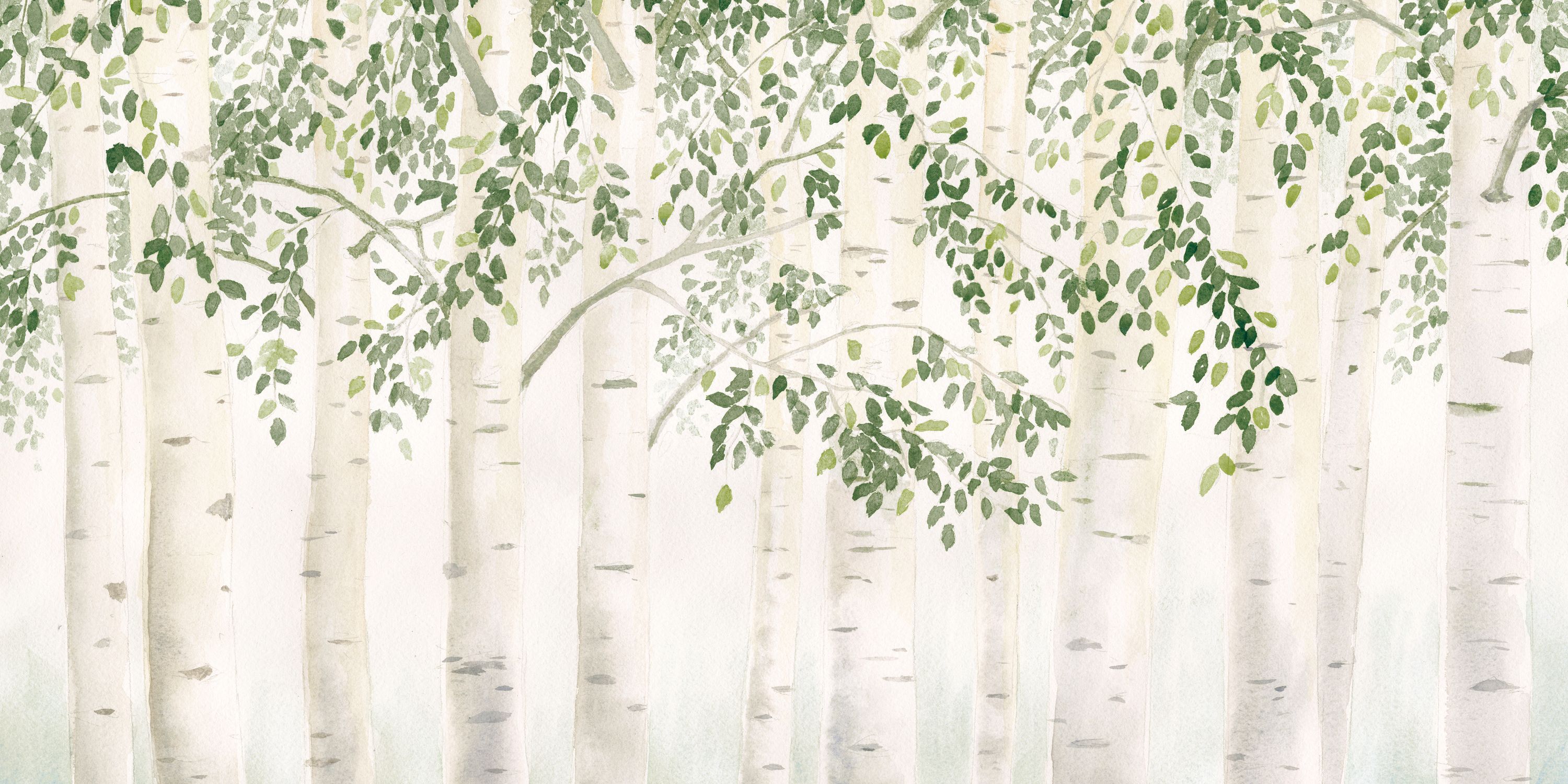 Birch Tree Wallpapers for Your Wall ️ Choose from 90+ Designs