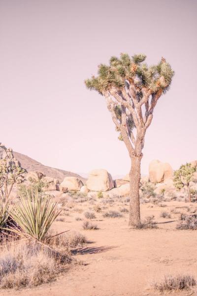 Joshua Tree Study II wallpaper mural 100% PVC-free and non-toxic