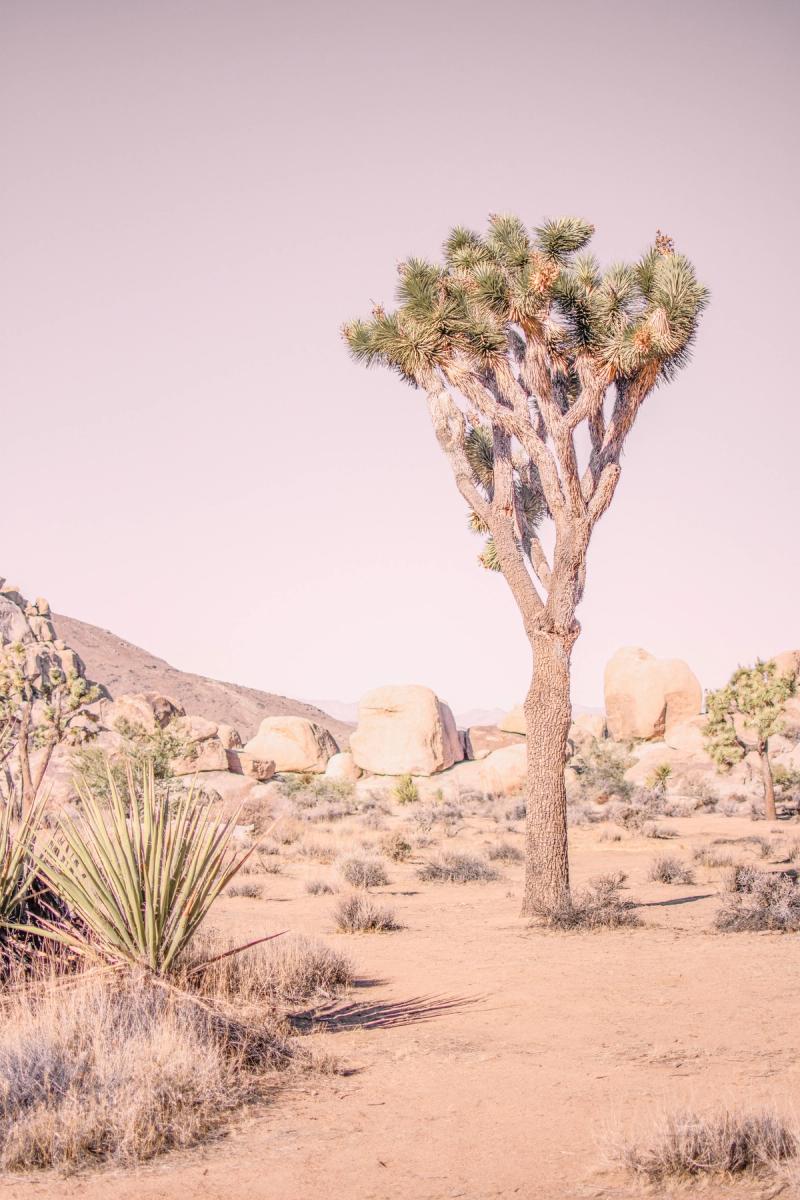 Joshua Tree Study II wallpaper mural 100% PVC-free and non-toxic