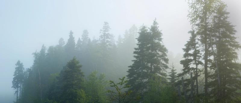 Canadian Fog wallpaper mural 100% PVC-free and non-toxic